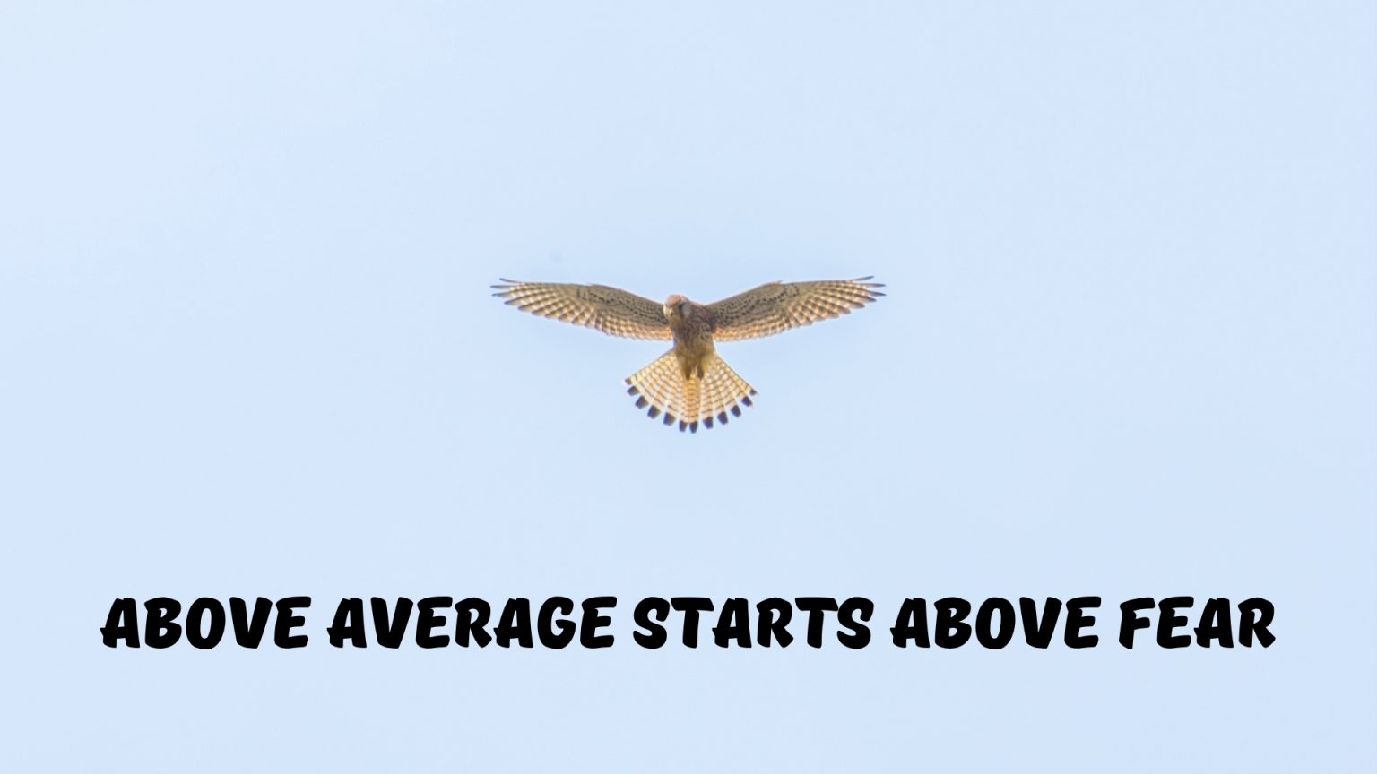 200+ Fly High Quotes to Elevate Your Spirit and Ambition – Whisker Planet