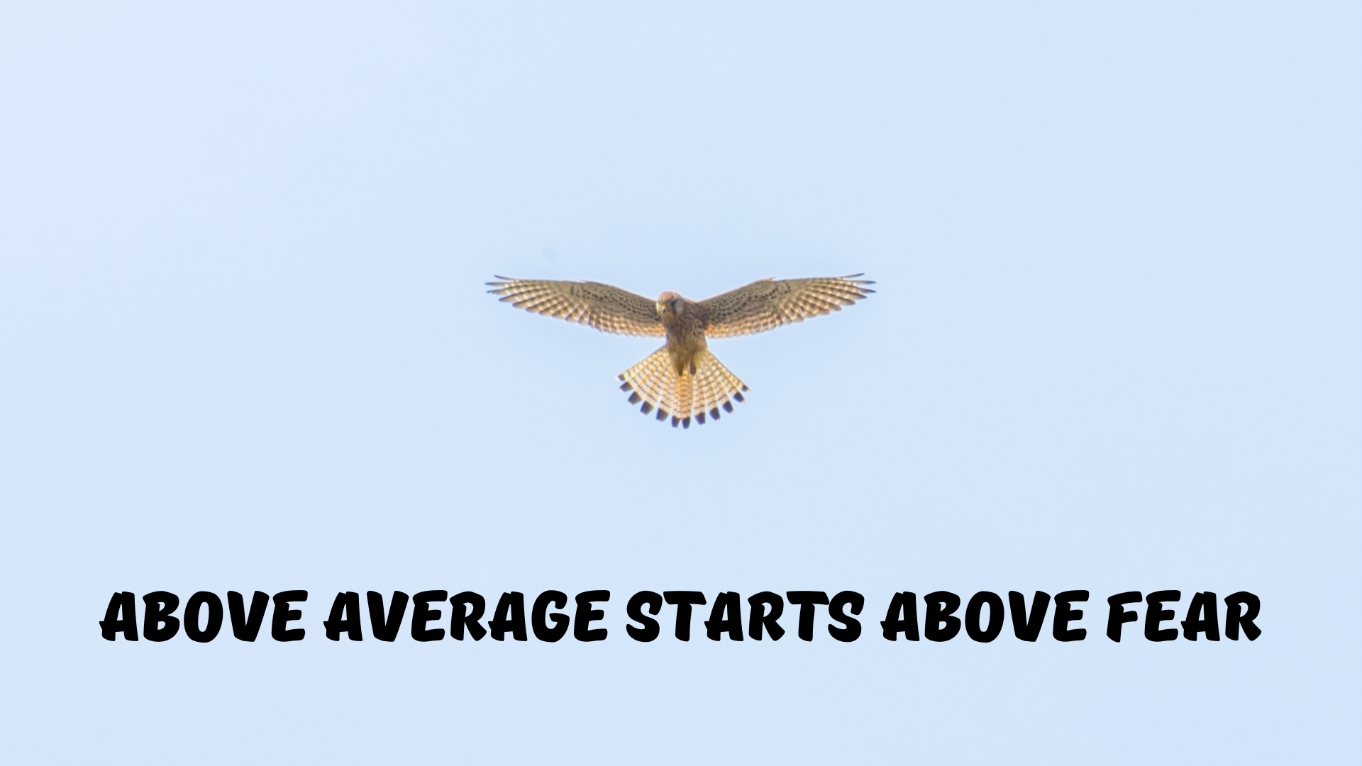 200+ Fly High Quotes to Elevate Your Spirit and Ambition – Whisker Planet