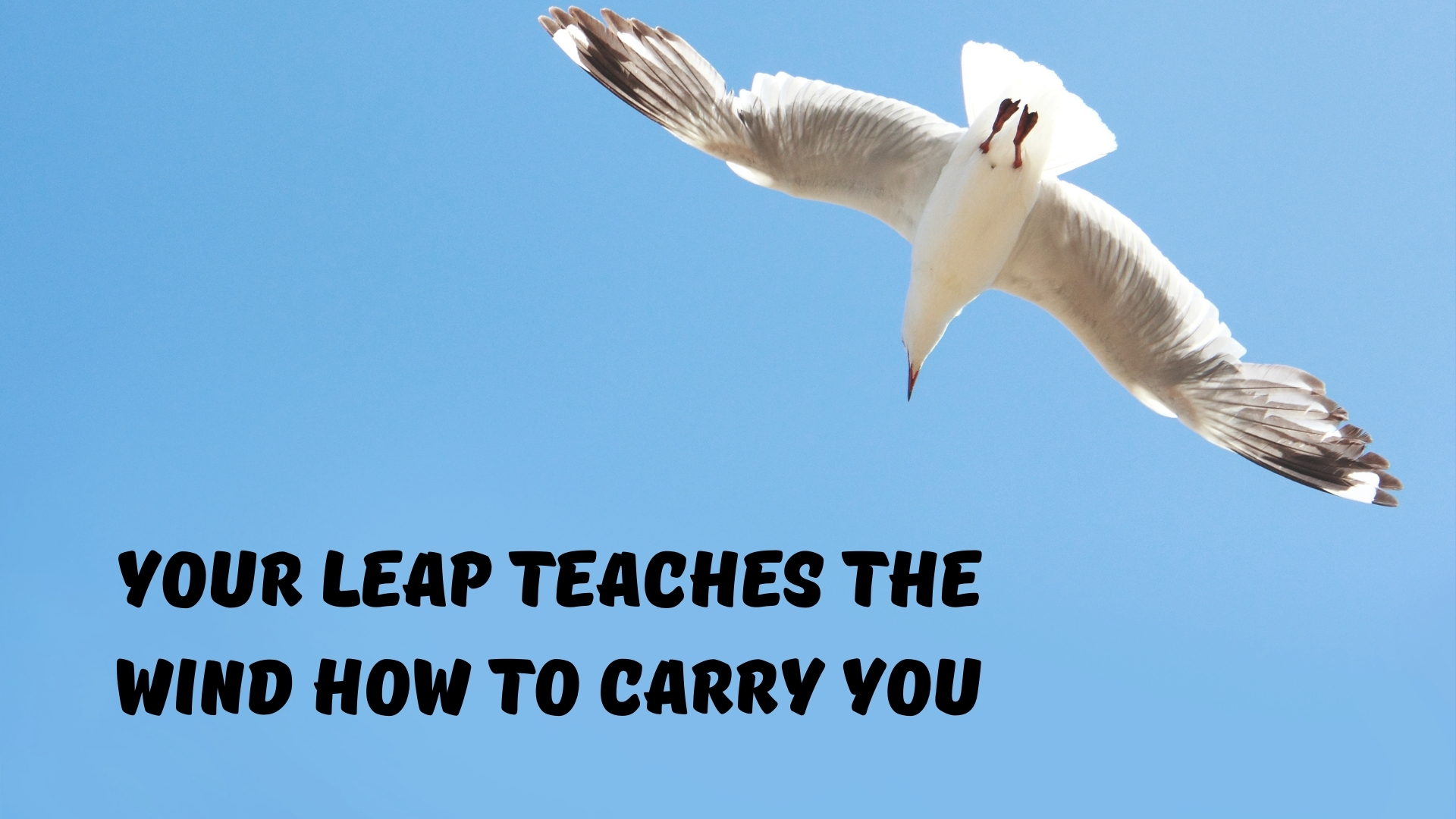 200+ Fly High Quotes to Elevate Your Spirit and Ambition – Whisker Planet